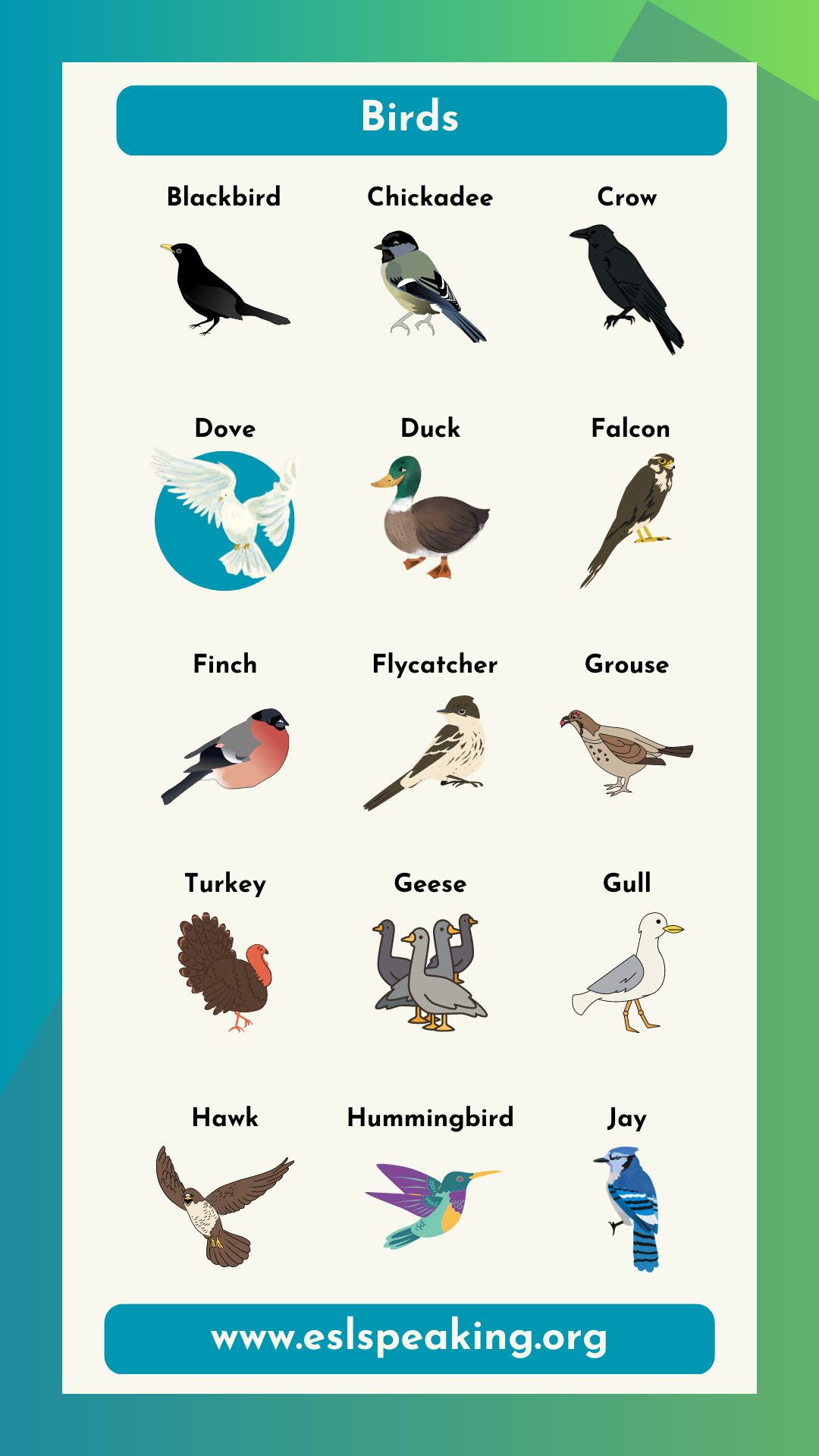 Different Types of Birds (List with Pictures) | Names of Birds