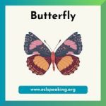 Names of Insects in English (list with pictures)