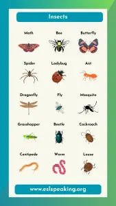 Names of Insects in English (list with pictures)