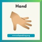 Parts of the Hand: Finger Names in English with Pictures