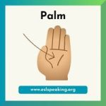 Parts of the Hand: Finger Names in English with Pictures