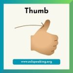 Parts of the Hand: Finger Names in English with Pictures