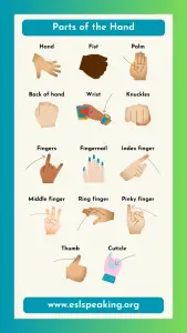 Parts of the Hand: Finger Names in English with Pictures