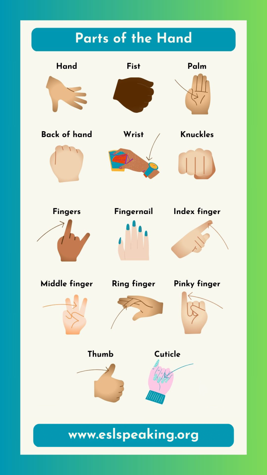 Parts of the Hand: Finger Names in English with Pictures