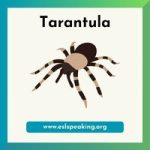 Animals that Start with the Letter T (Pictures and Interesting Facts)