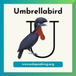 Animals that Start with the Letter U (Pictures and Interesting Facts)