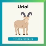 Animals that Start with the Letter U (Pictures and Interesting Facts)